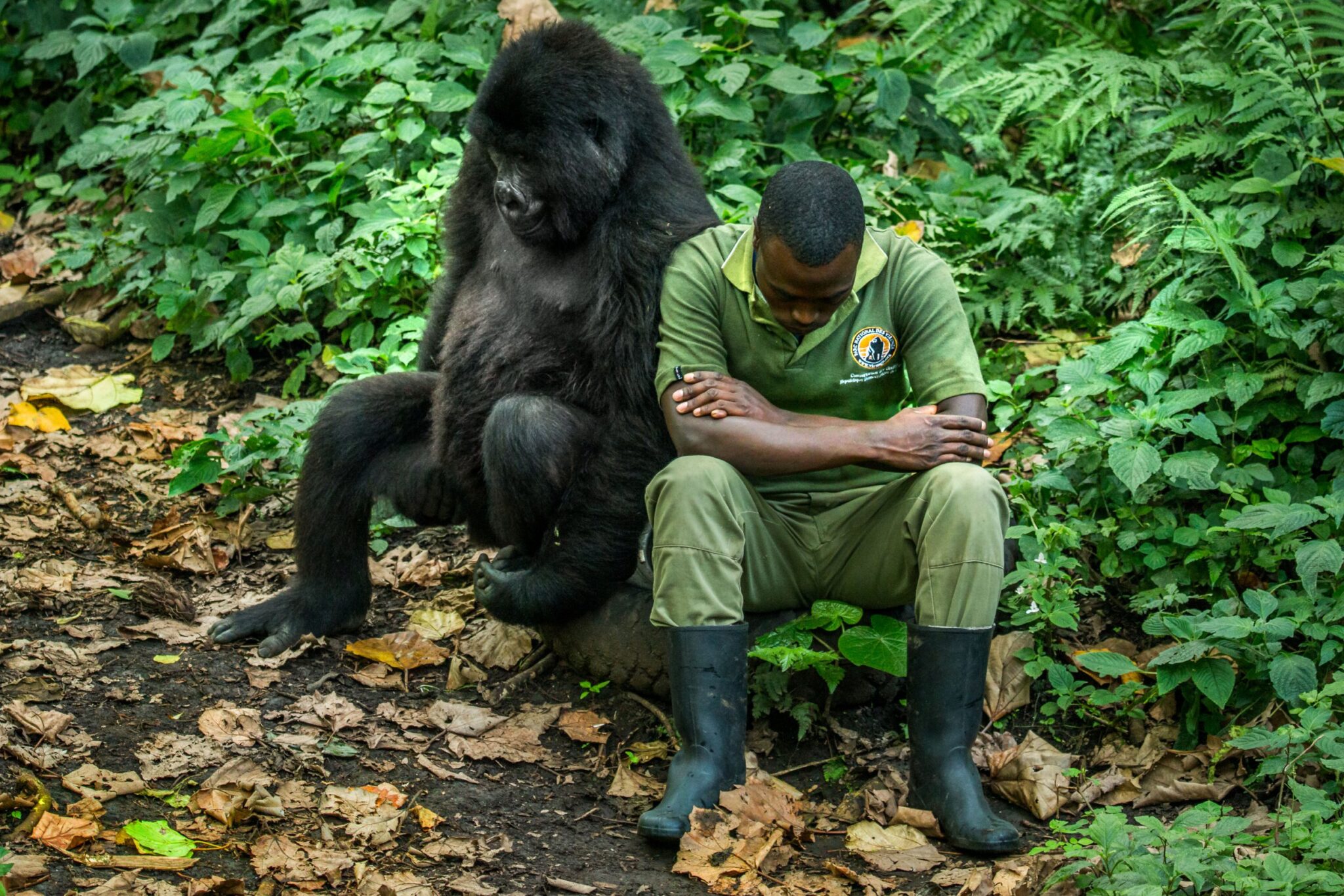 Silverback Gorilla Size Comparison to Humans, Bears and More